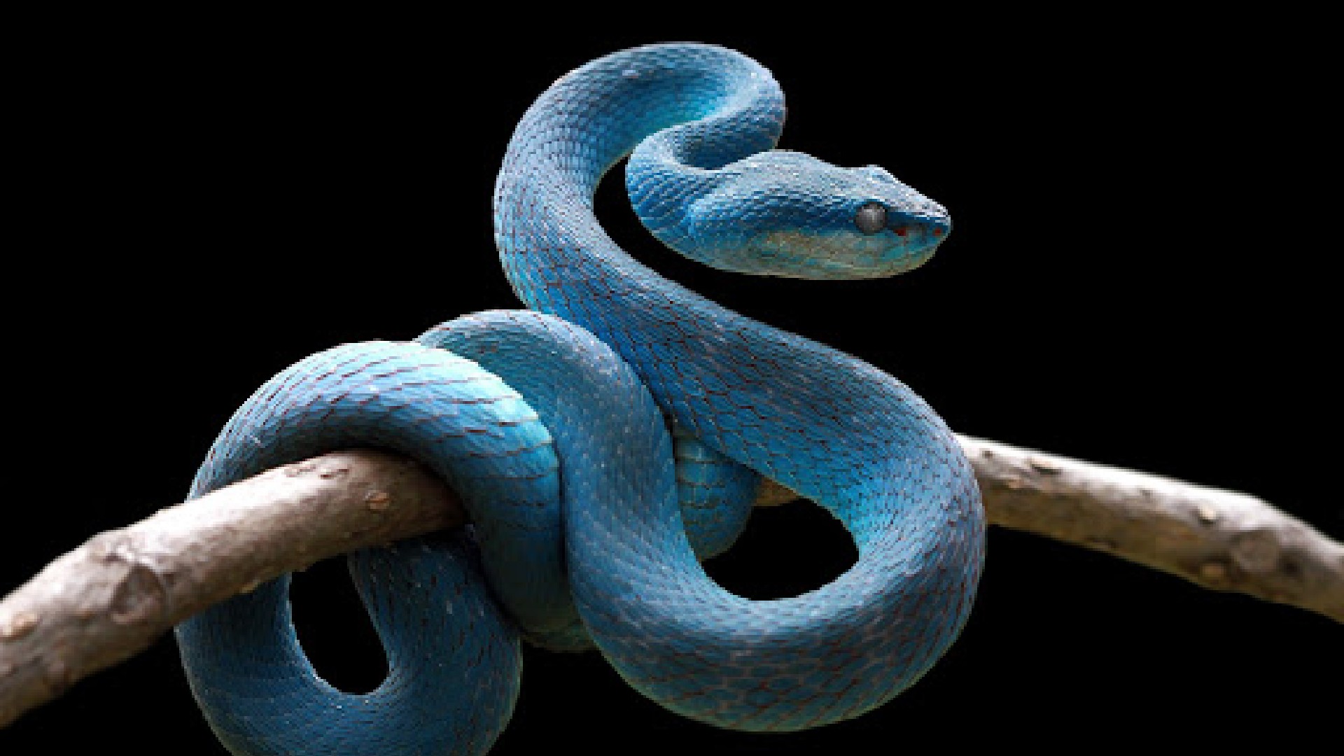 Snake: novo ransomware sequestra acesso a arquivos de PCs